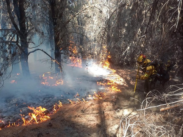 Mientras suena "El rock del gato", brotan aullidos desde los bolsillos ...